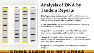 Decoding Justice through DNA Fingerprinting..pptx