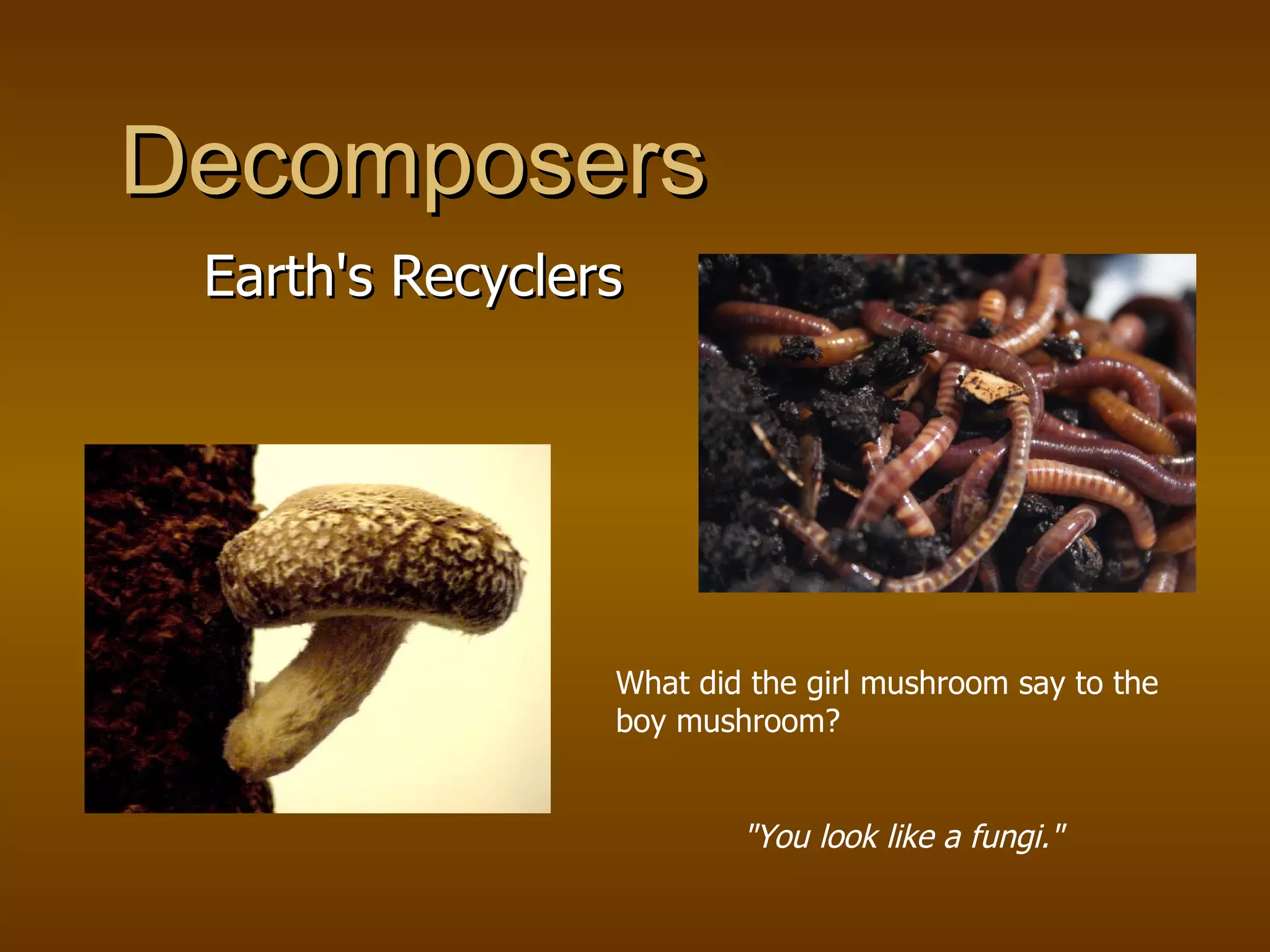 Decomposers | PPT