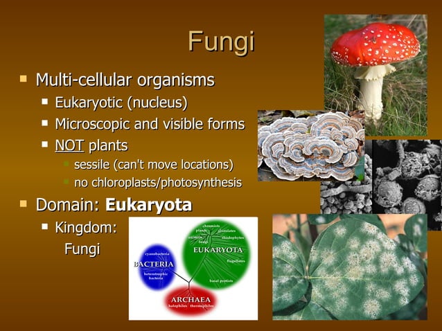 Decomposers | PPT