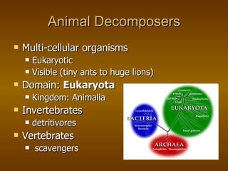 Decomposers | PPT