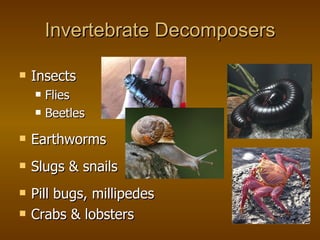 Decomposers | PPT
