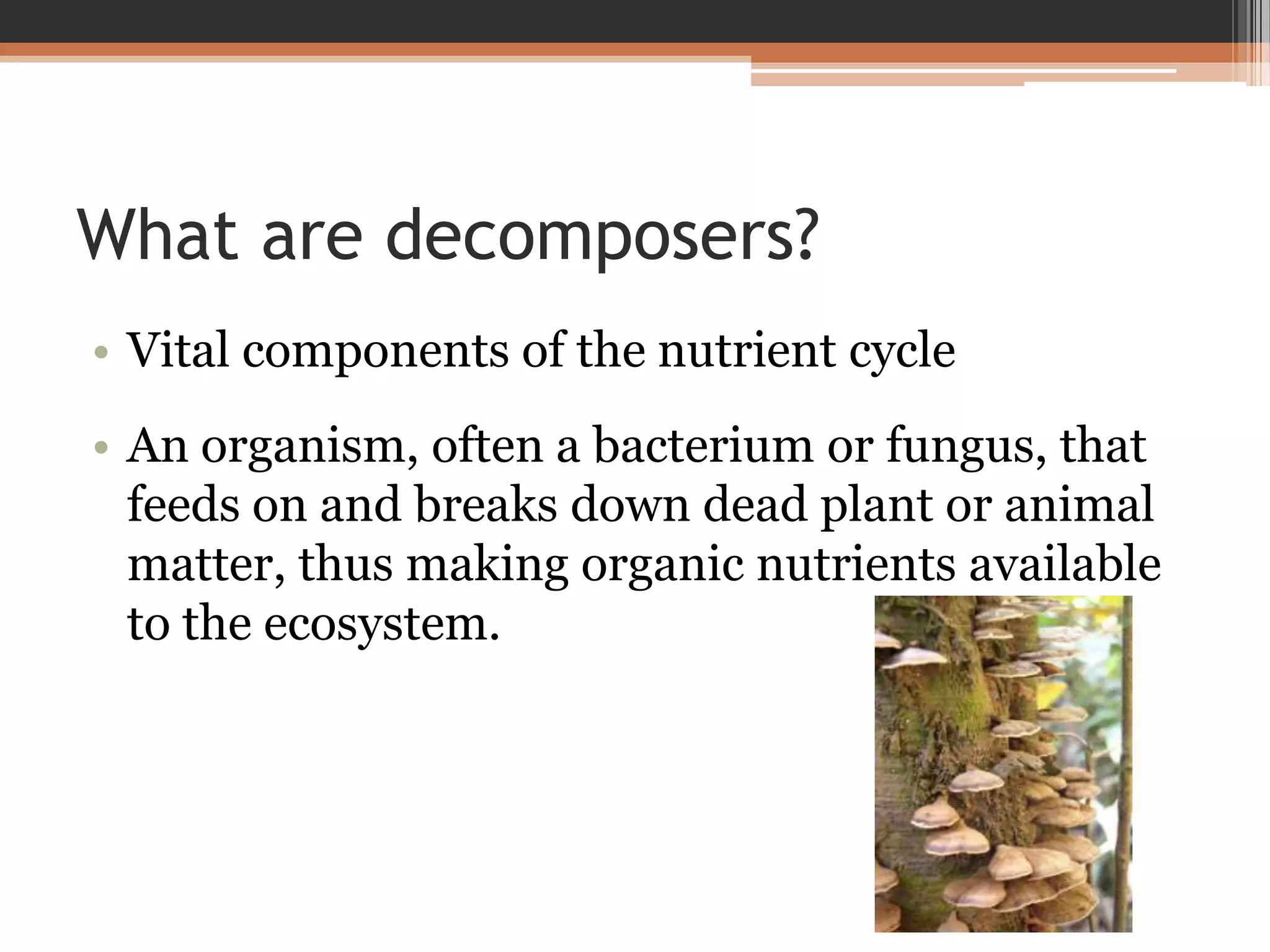 Decomposers | PPTX