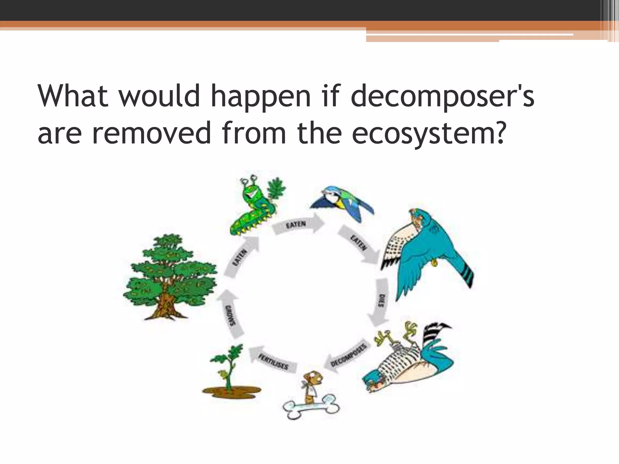 Decomposers | PPTX | Biological Sciences | Science