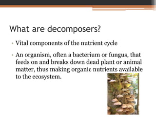 Decomposers | PPT