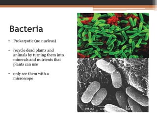 Decomposers Bacteria
