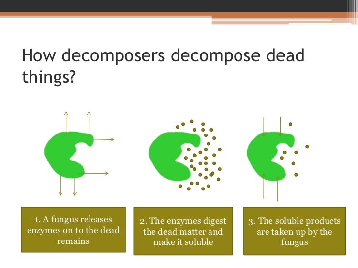 Decomposers