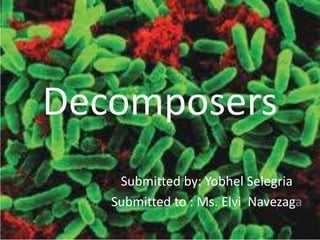 Decomposers Bacteria