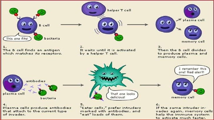 Decreased Immune Response Infection Immunity