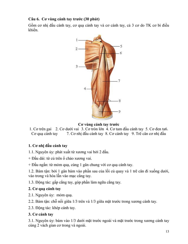 De cuong giai phau | PDF