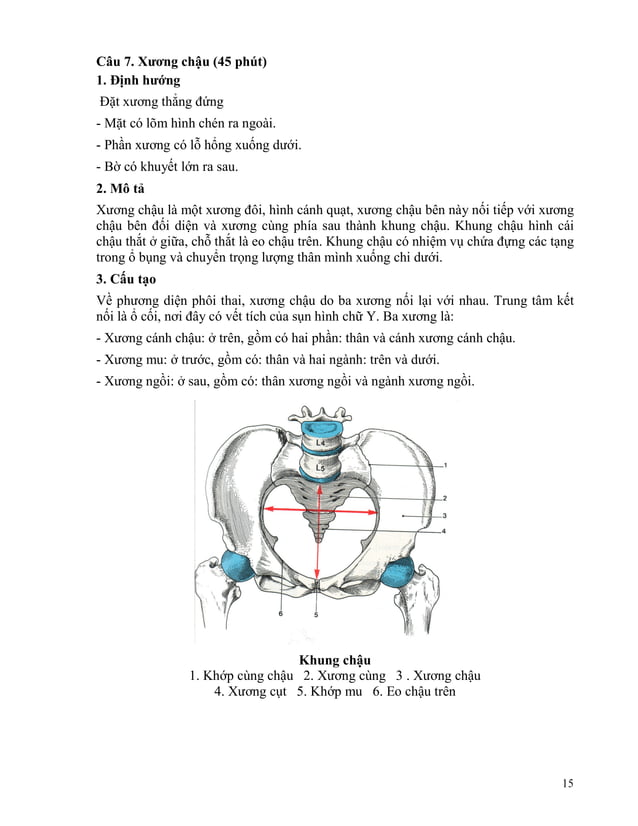 De cuong giai phau | PDF
