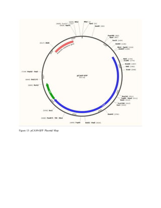 CRISPR REPORT | PDF