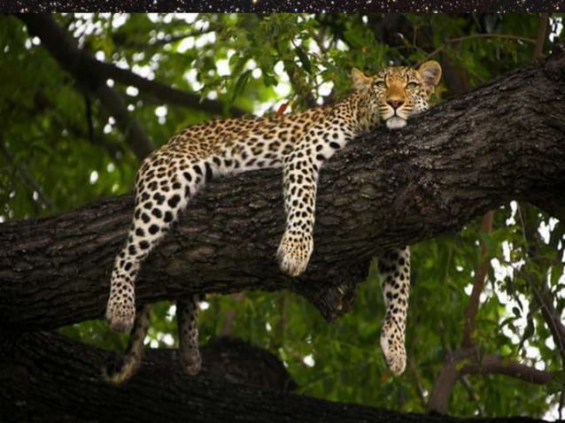 დედამიწა 100 წლის შემდეგ | PPTX