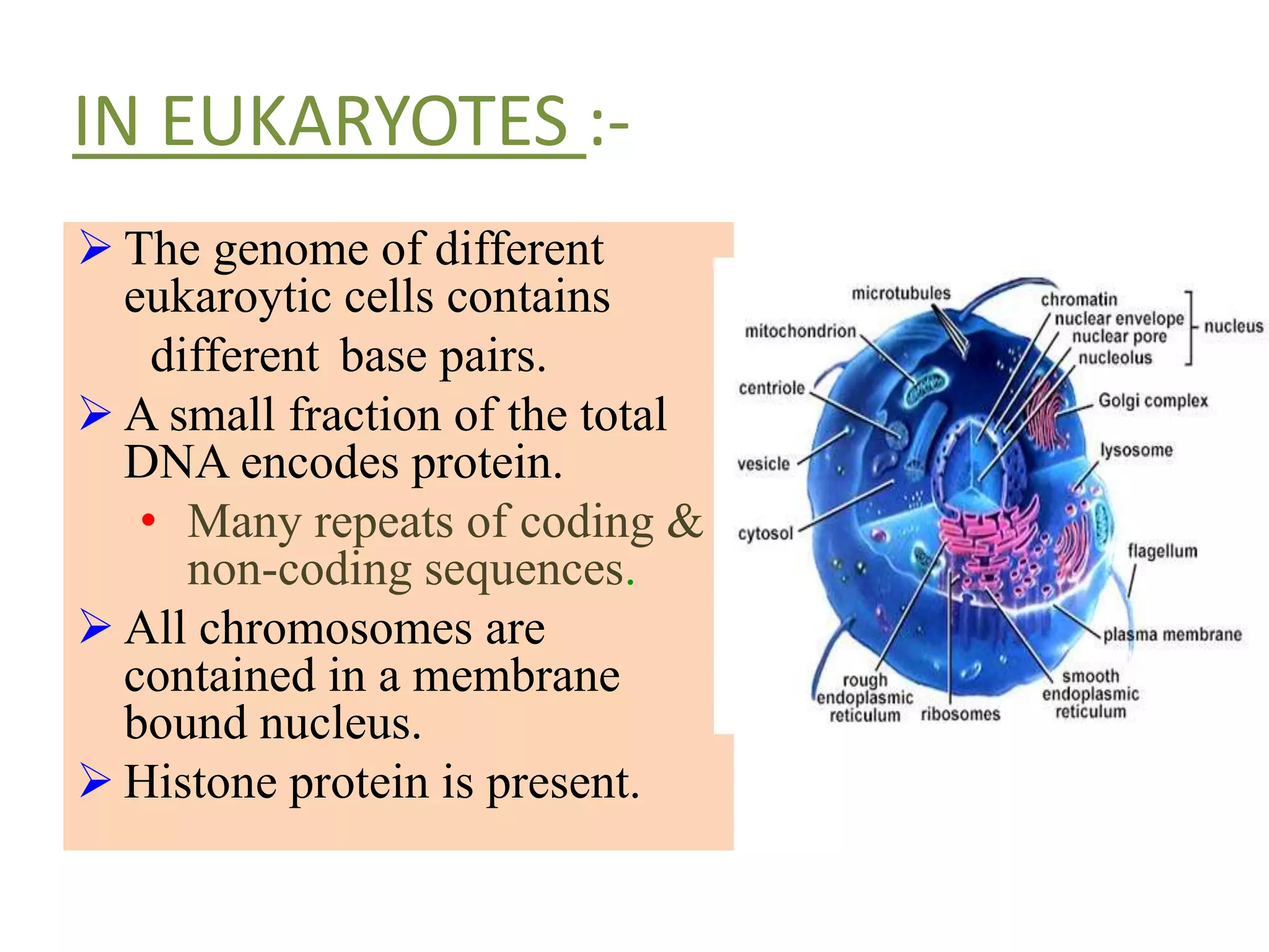 PPT ON MICROBIAL GENOME | PPTX