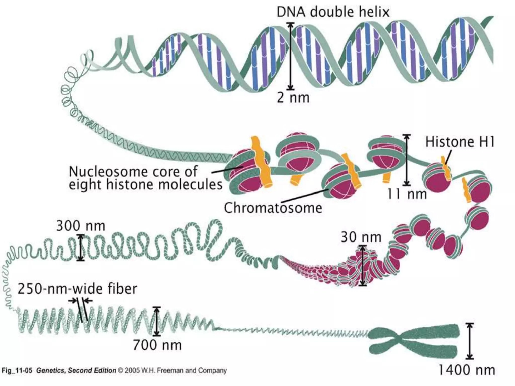 PPT ON MICROBIAL GENOME | PPTX