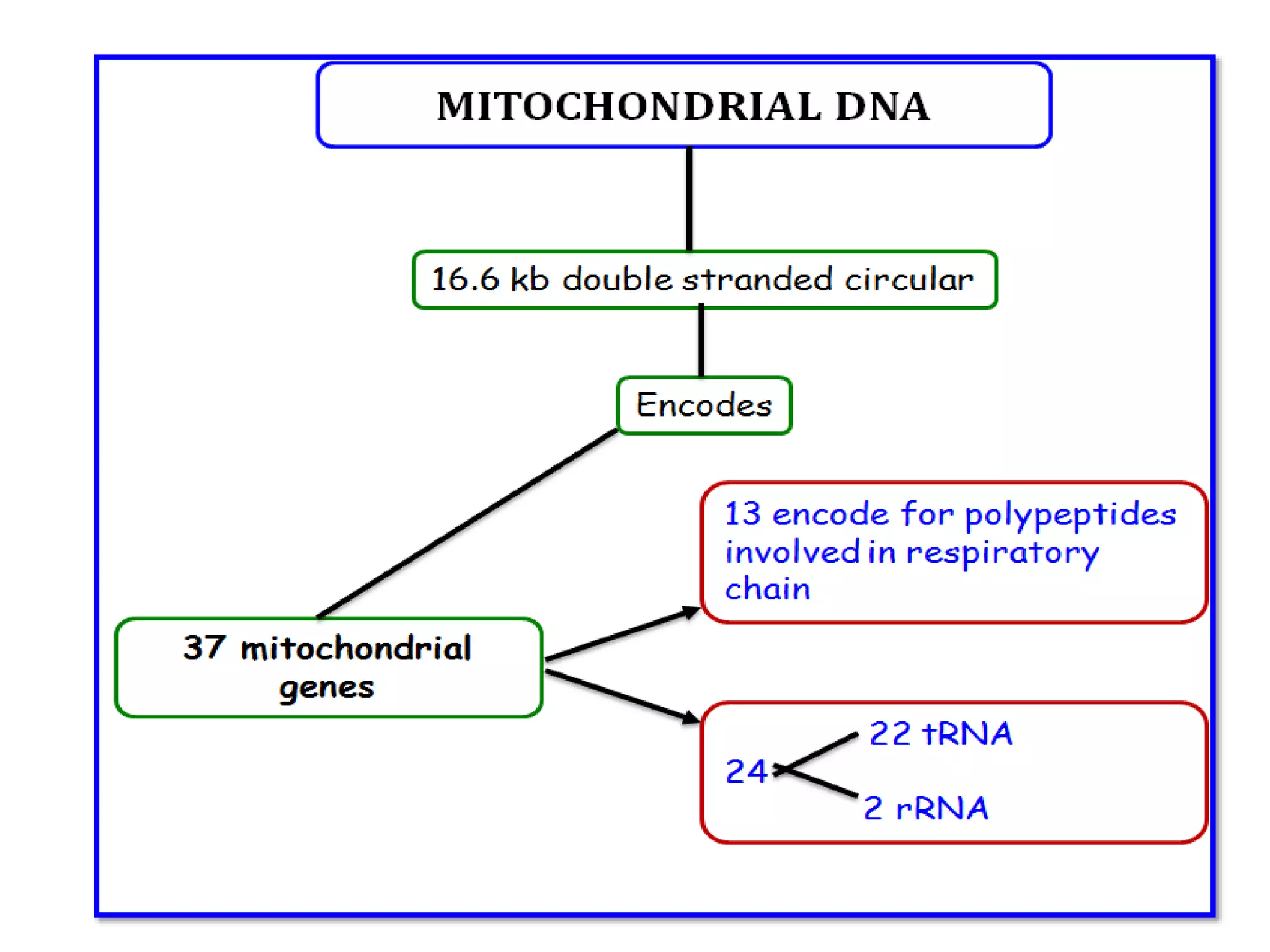 PPT ON MICROBIAL GENOME | PPTX