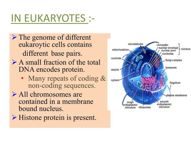 PPT ON MICROBIAL GENOME | PPTX