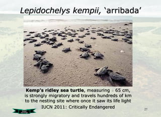 Ecological problems and solutions | PPT