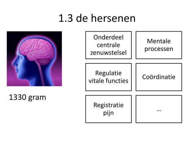 Deel 2 1 anatomie en fysiologie van het brein | PPTX