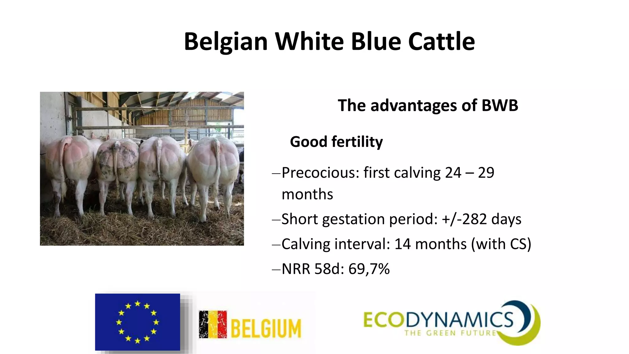 powerpoint van koeien | PPTX