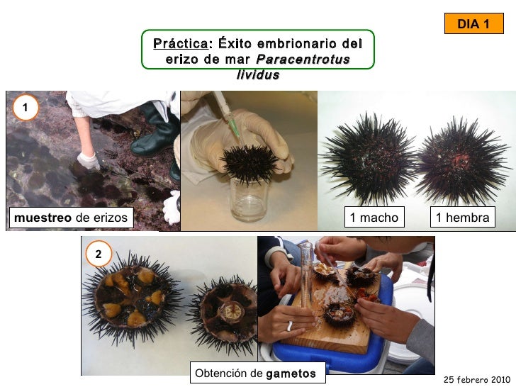 PRÁCTICA DESARROLLO EMBRIONARIO ERIZO DE MAR
