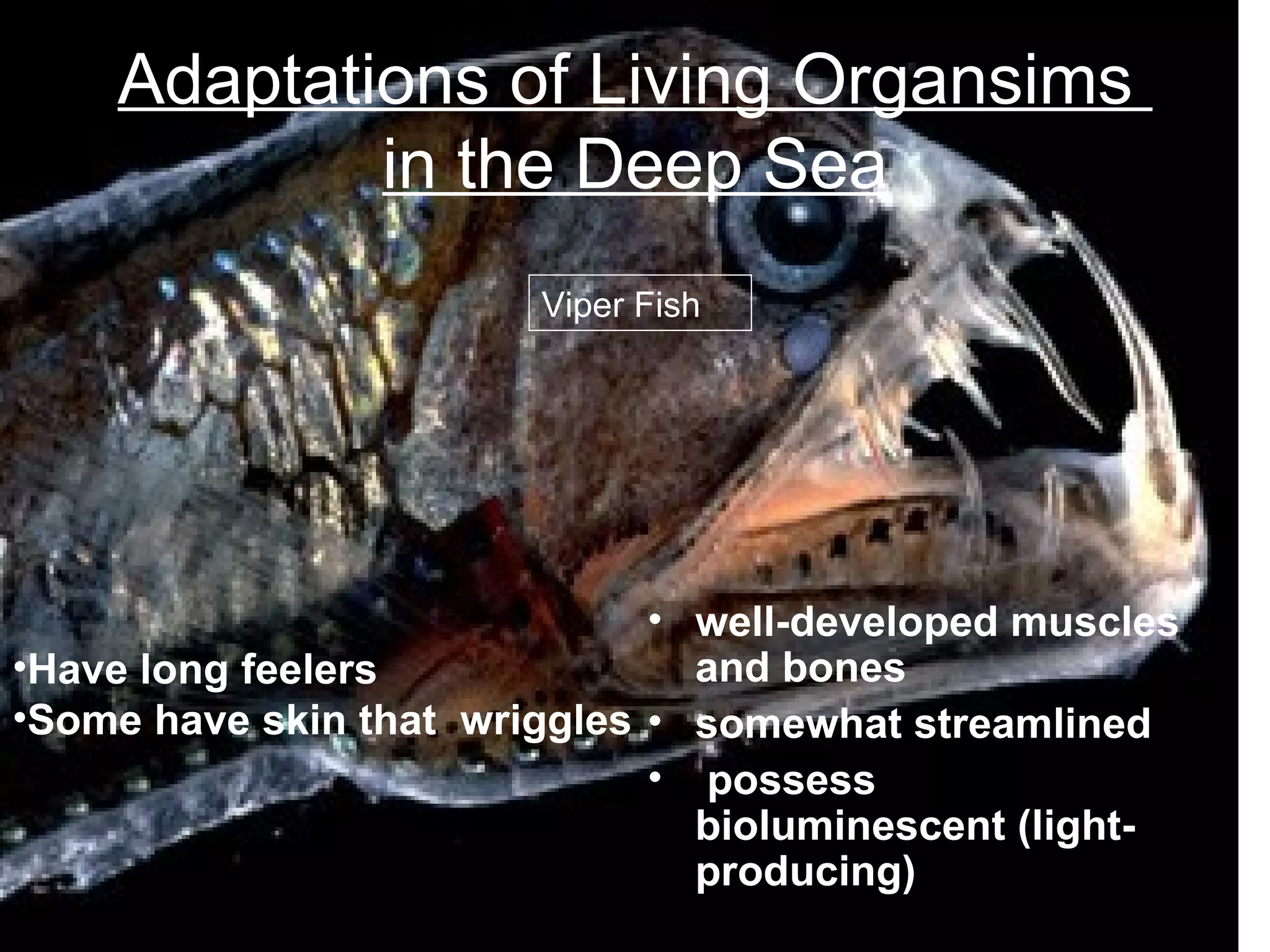 DEEP sea | PPT