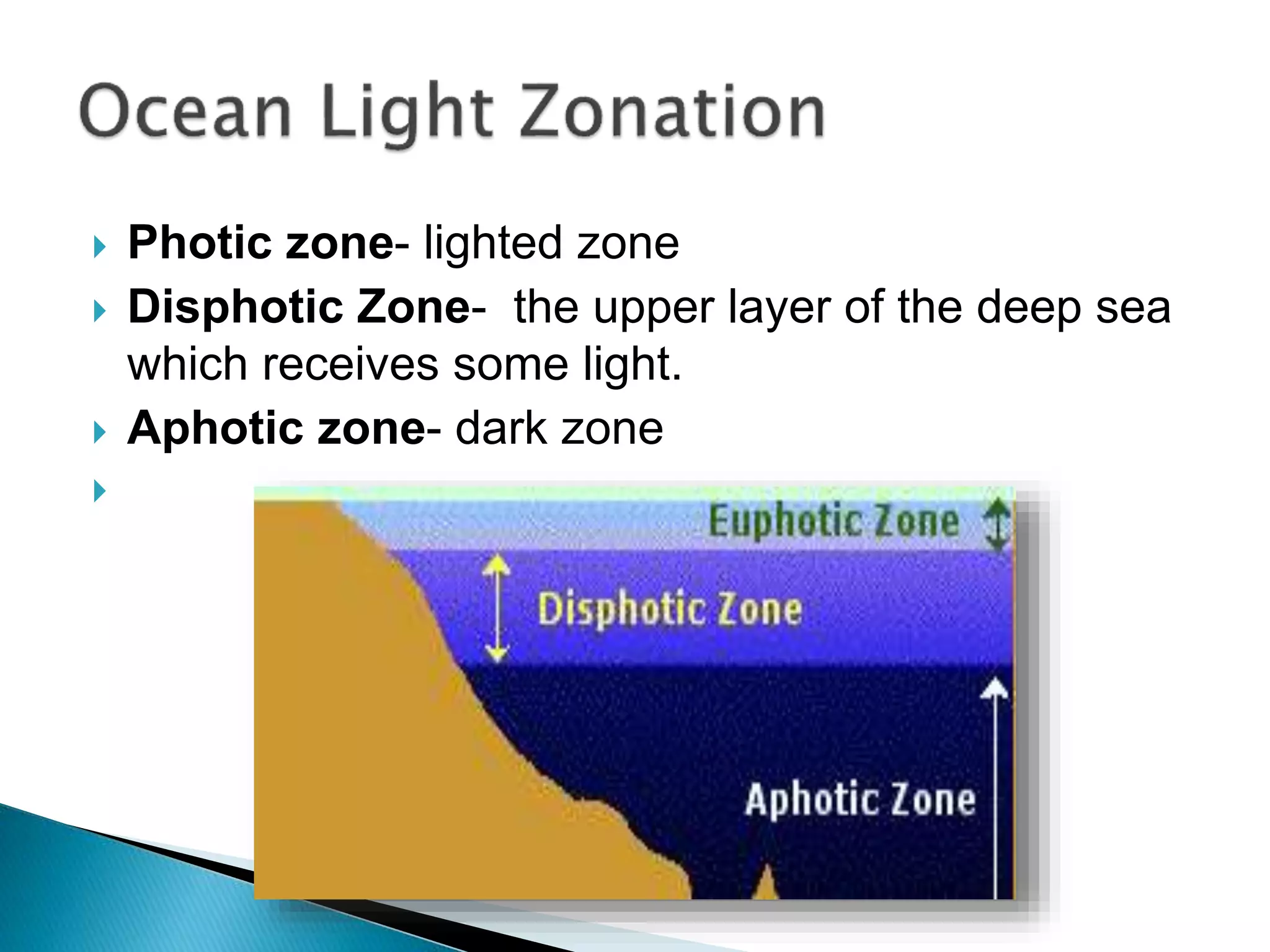 Deep sea ecology | PPTX