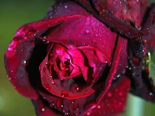 Deep Secret A Favourite Rose | PPS