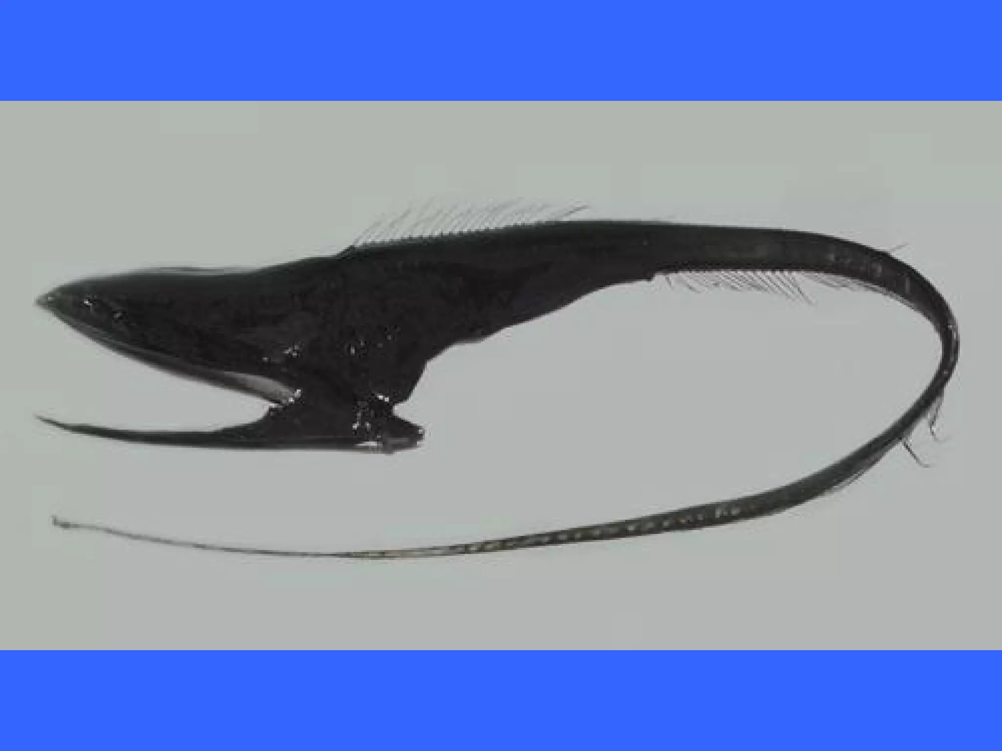 Deep Water Fish | PPT