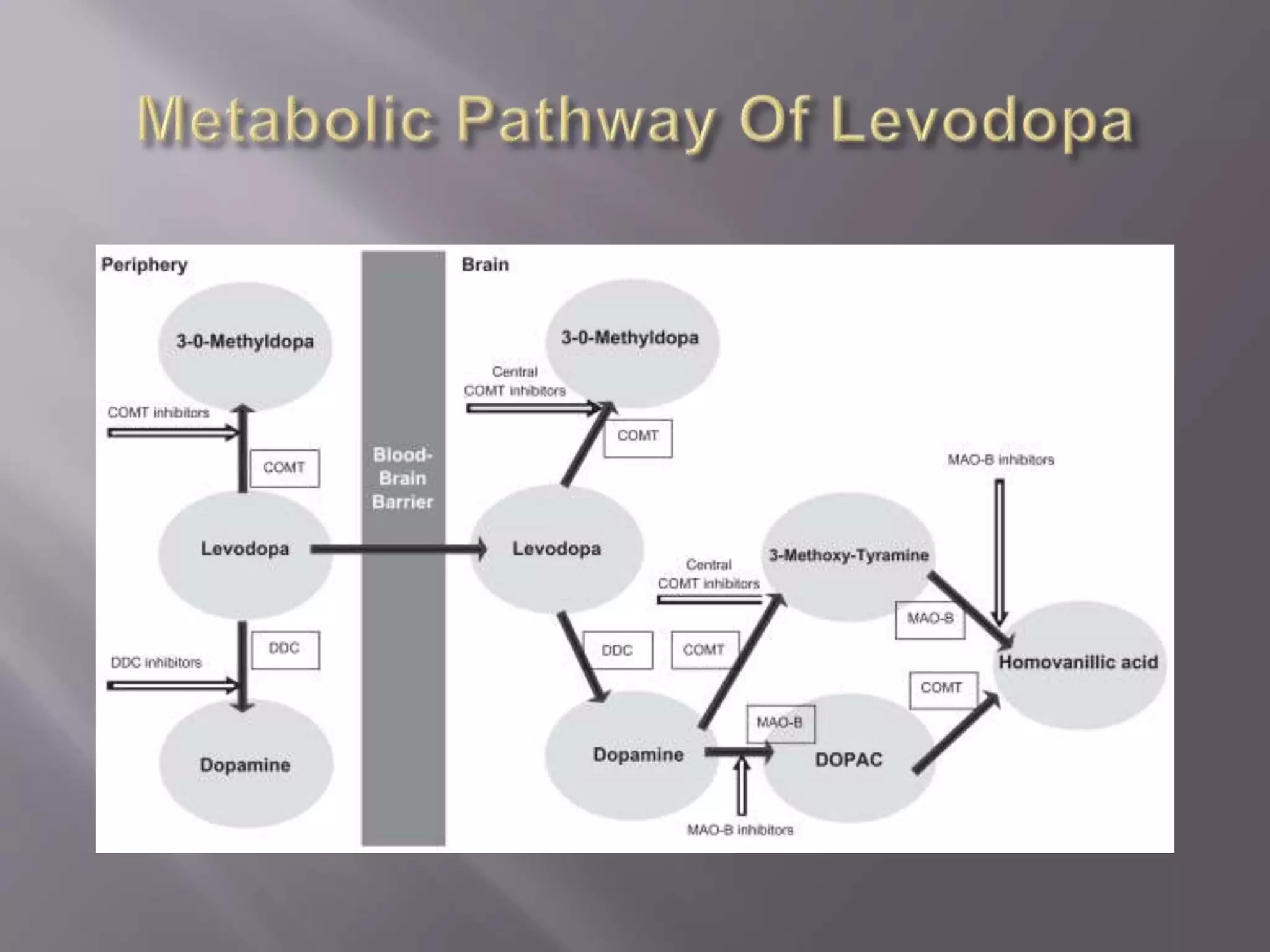 Anti-Parkinson Drugs | PPTX