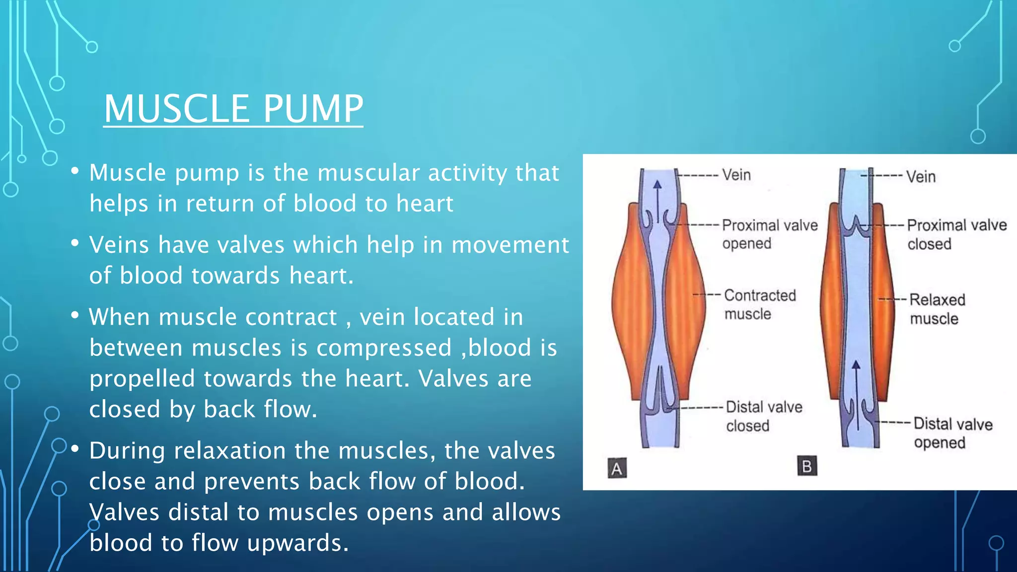 DETERMINANTS AND FACTORS AFFECTING CARDIAC OUTPUT | PPTX DETERMINANTS AND FACTORS AFFECTING CARDIAC OUTPUT | PPTX