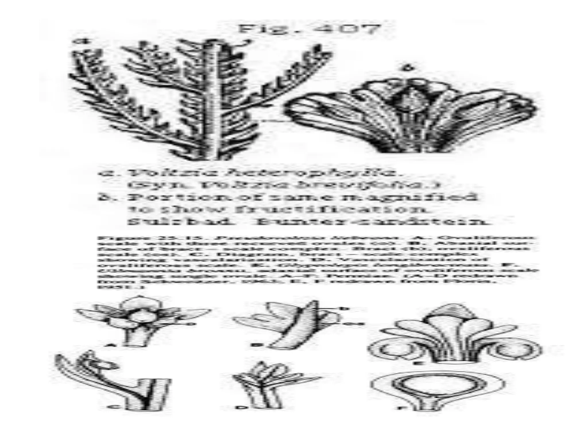 SEED SCALE COMPLEX GYMNOSPERMS | PPTX