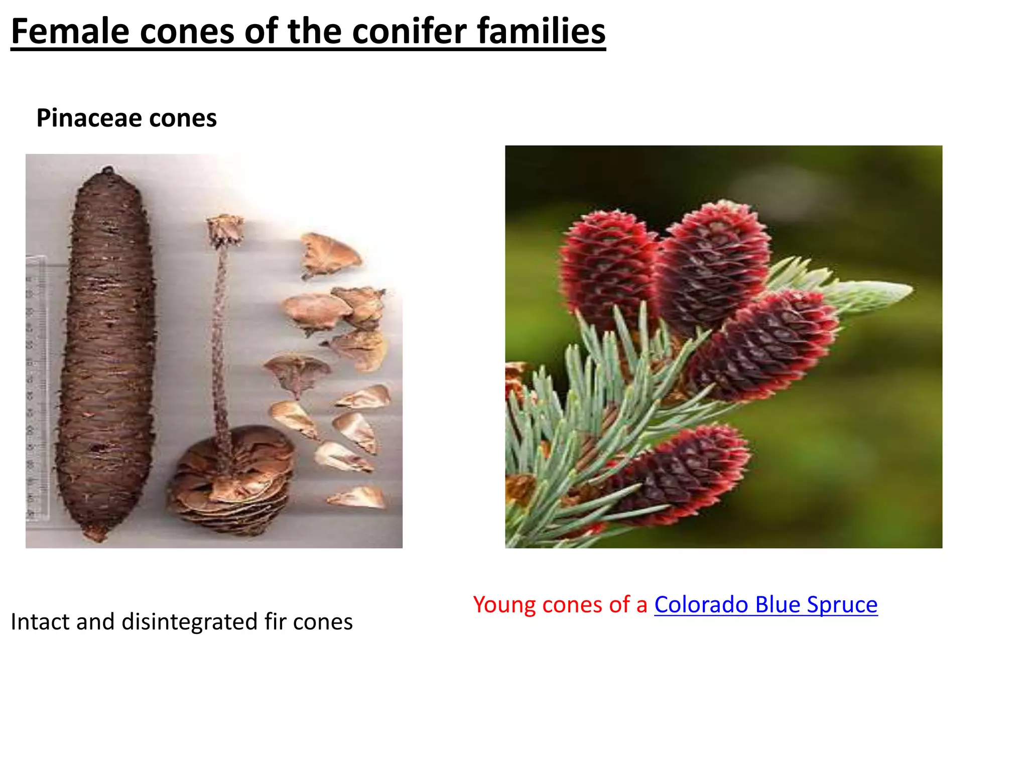 SEED SCALE COMPLEX GYMNOSPERMS | PPTX