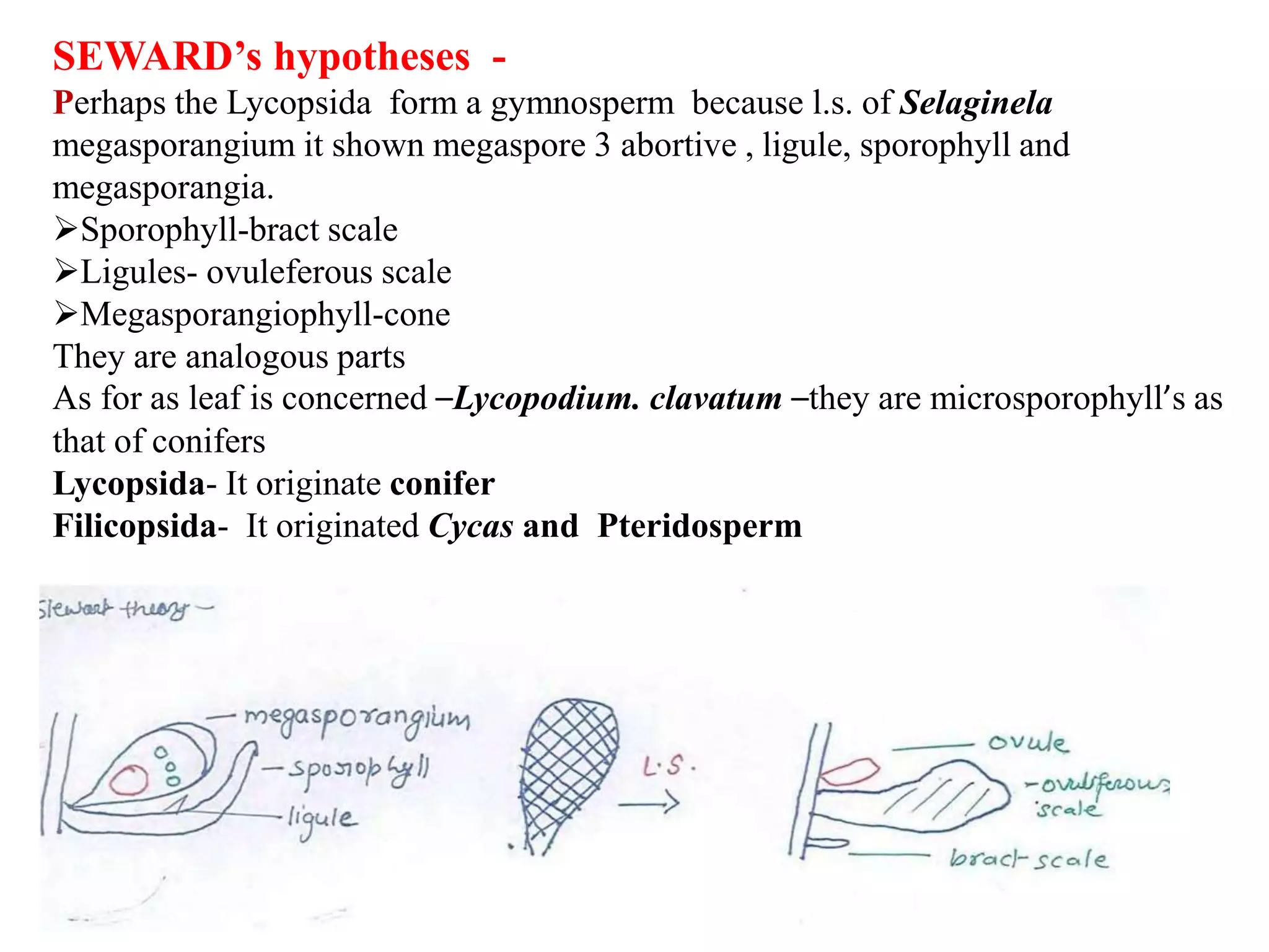SEED SCALE COMPLEX GYMNOSPERMS | PPTX