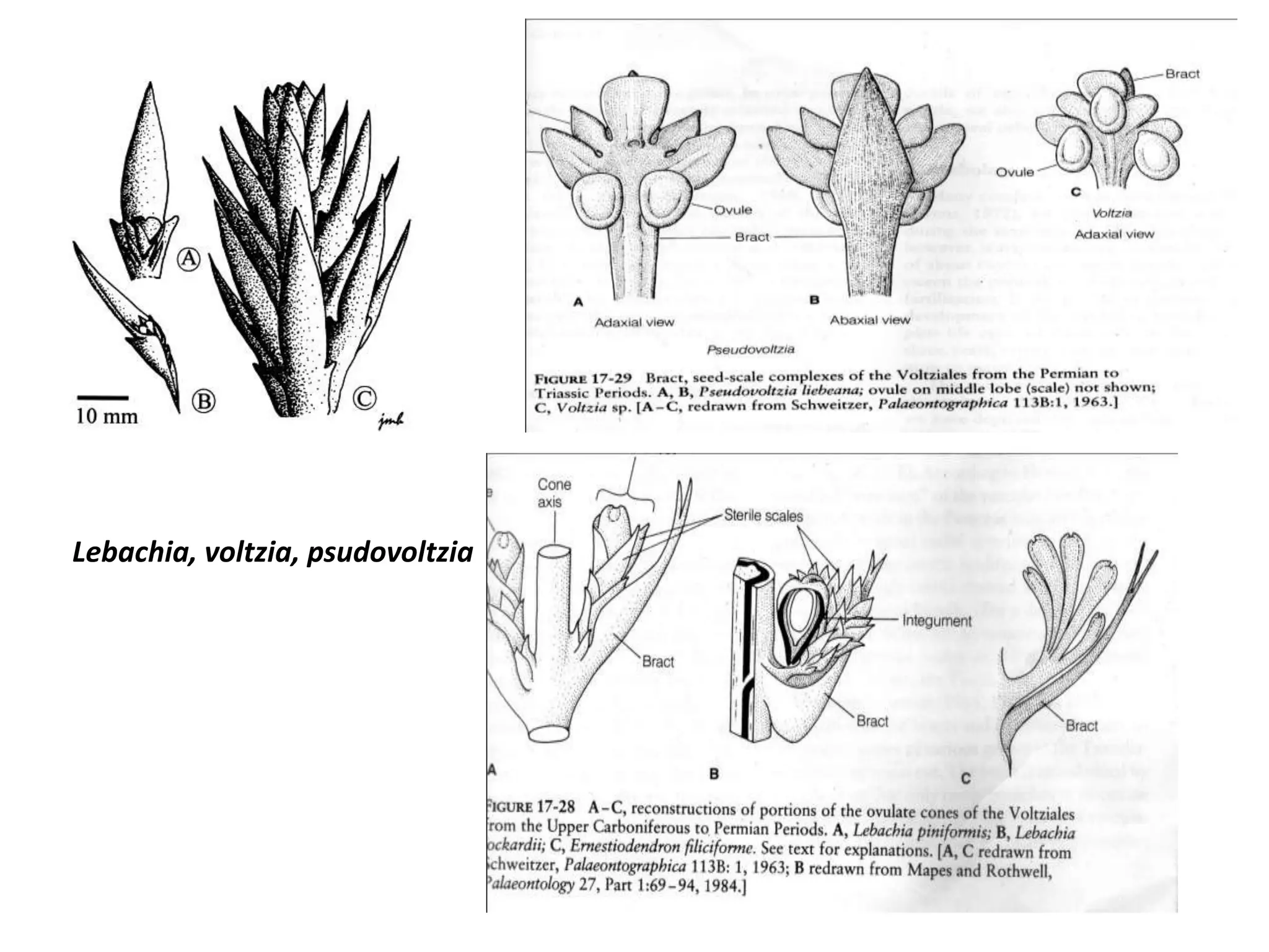 SEED SCALE COMPLEX GYMNOSPERMS | PPTX