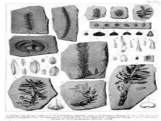 SEED SCALE COMPLEX GYMNOSPERMS | PPTX