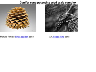 SEED SCALE COMPLEX GYMNOSPERMS | PPTX