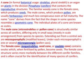 SEED SCALE COMPLEX GYMNOSPERMS | PPTX