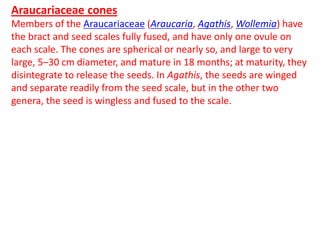 SEED SCALE COMPLEX GYMNOSPERMS | PPTX