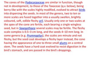 SEED SCALE COMPLEX GYMNOSPERMS | PPTX