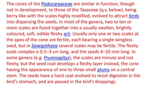 SEED SCALE COMPLEX GYMNOSPERMS | PPTX