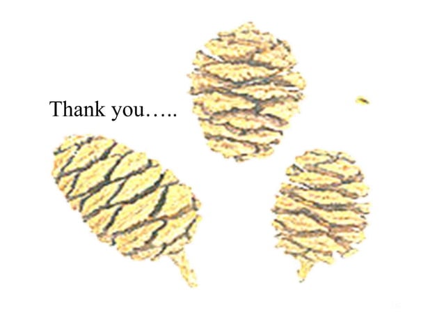 SEED SCALE COMPLEX GYMNOSPERMS | PPTX