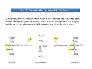 TCA CYCLE AND ITS REGULATIONS | PPTX