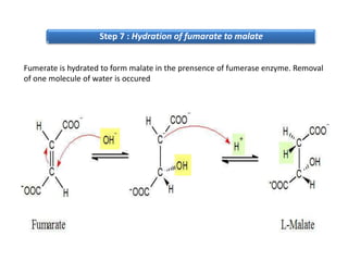 TCA CYCLE AND ITS REGULATIONS | PPTX