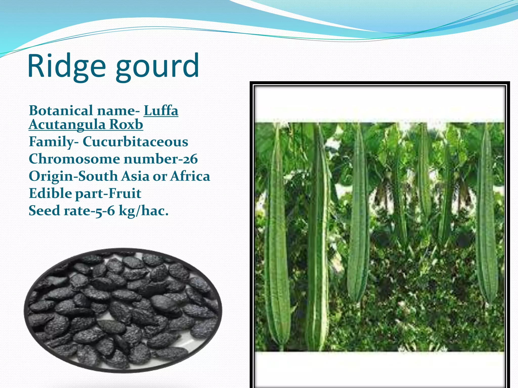 Common Vegetable Crops Identification & Seed Rates | PPTX