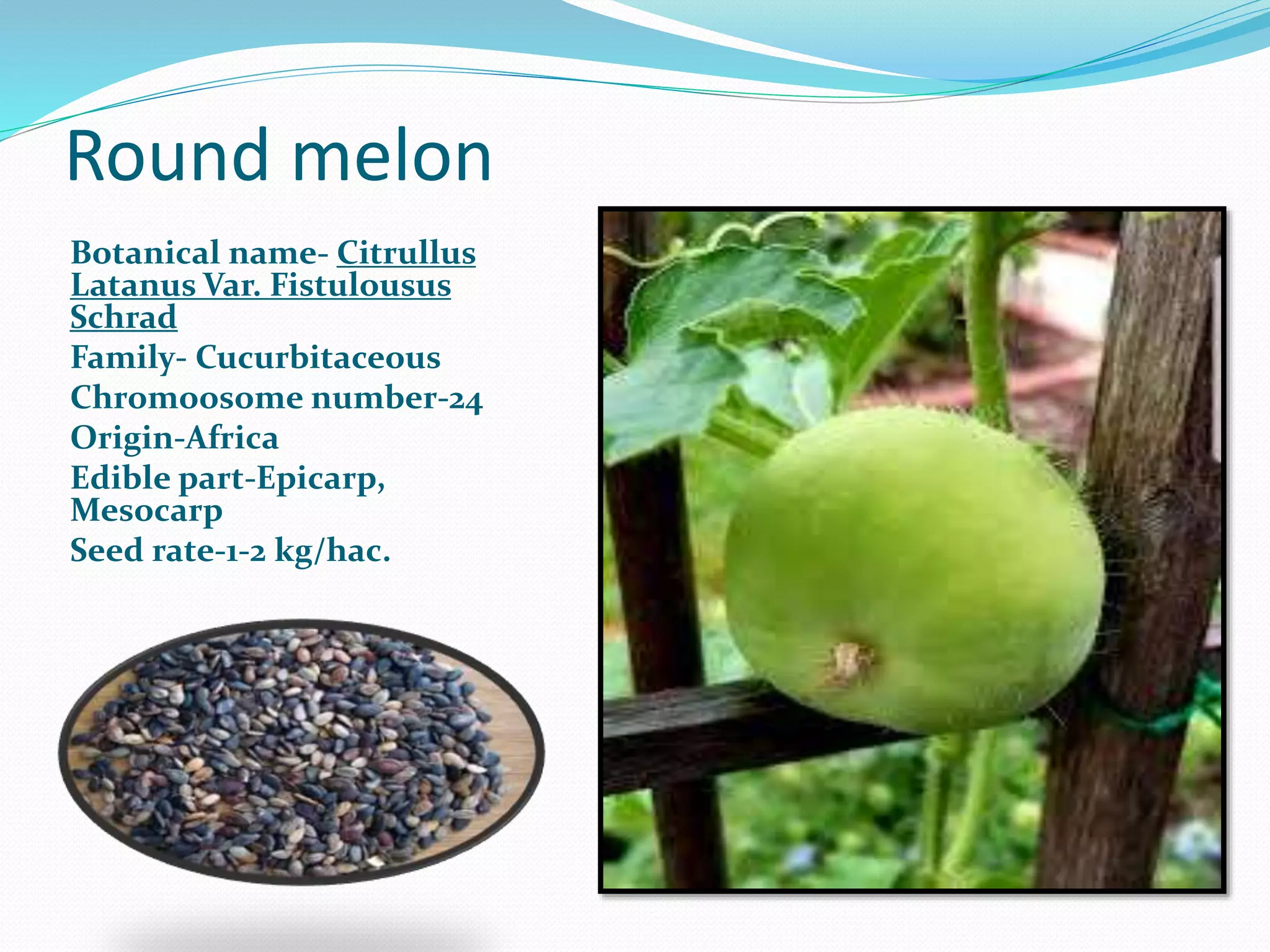 Common Vegetable Crops Identification & Seed Rates | PPTX