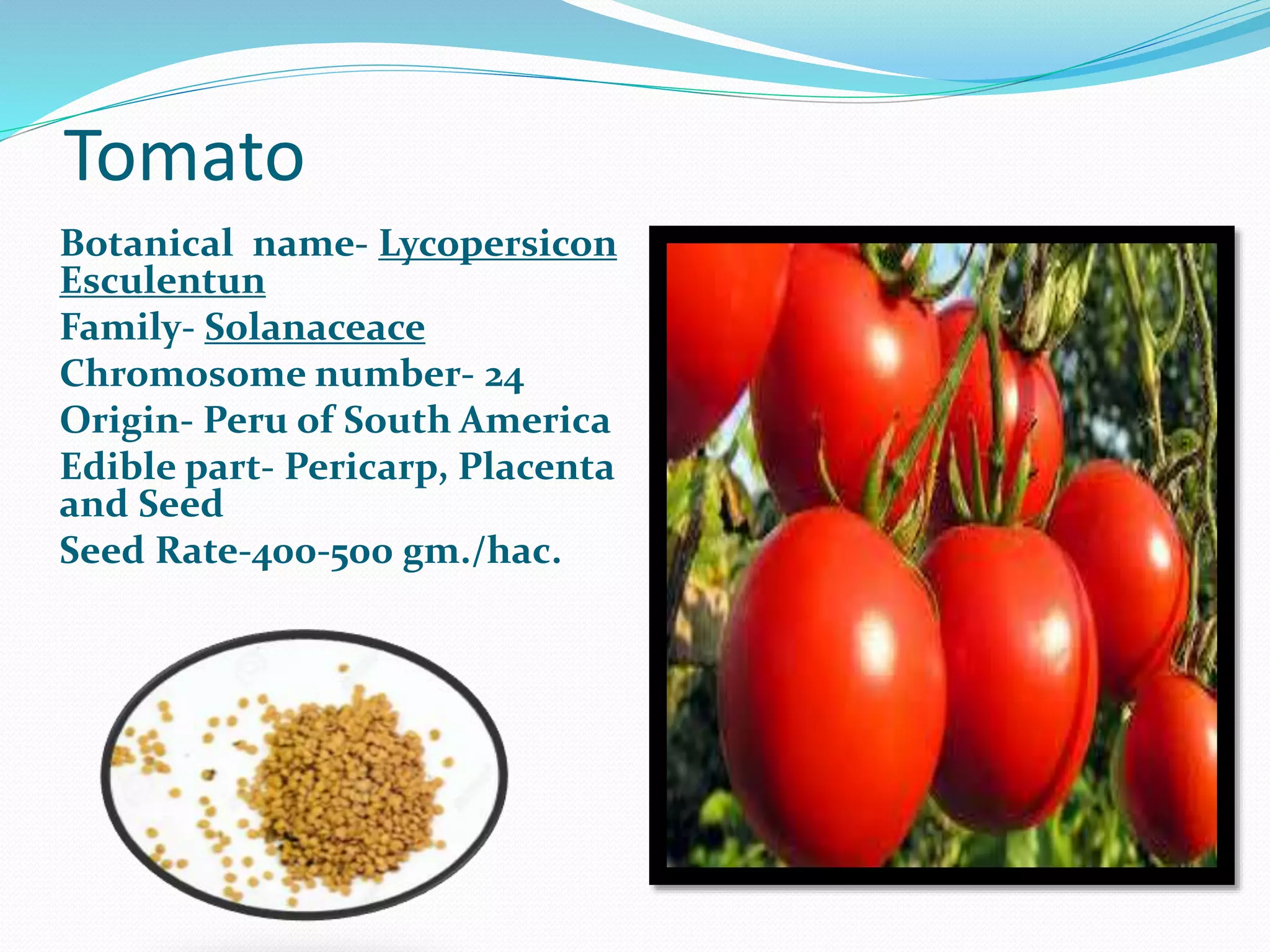 Common Vegetable Crops Identification & Seed Rates | PPTX