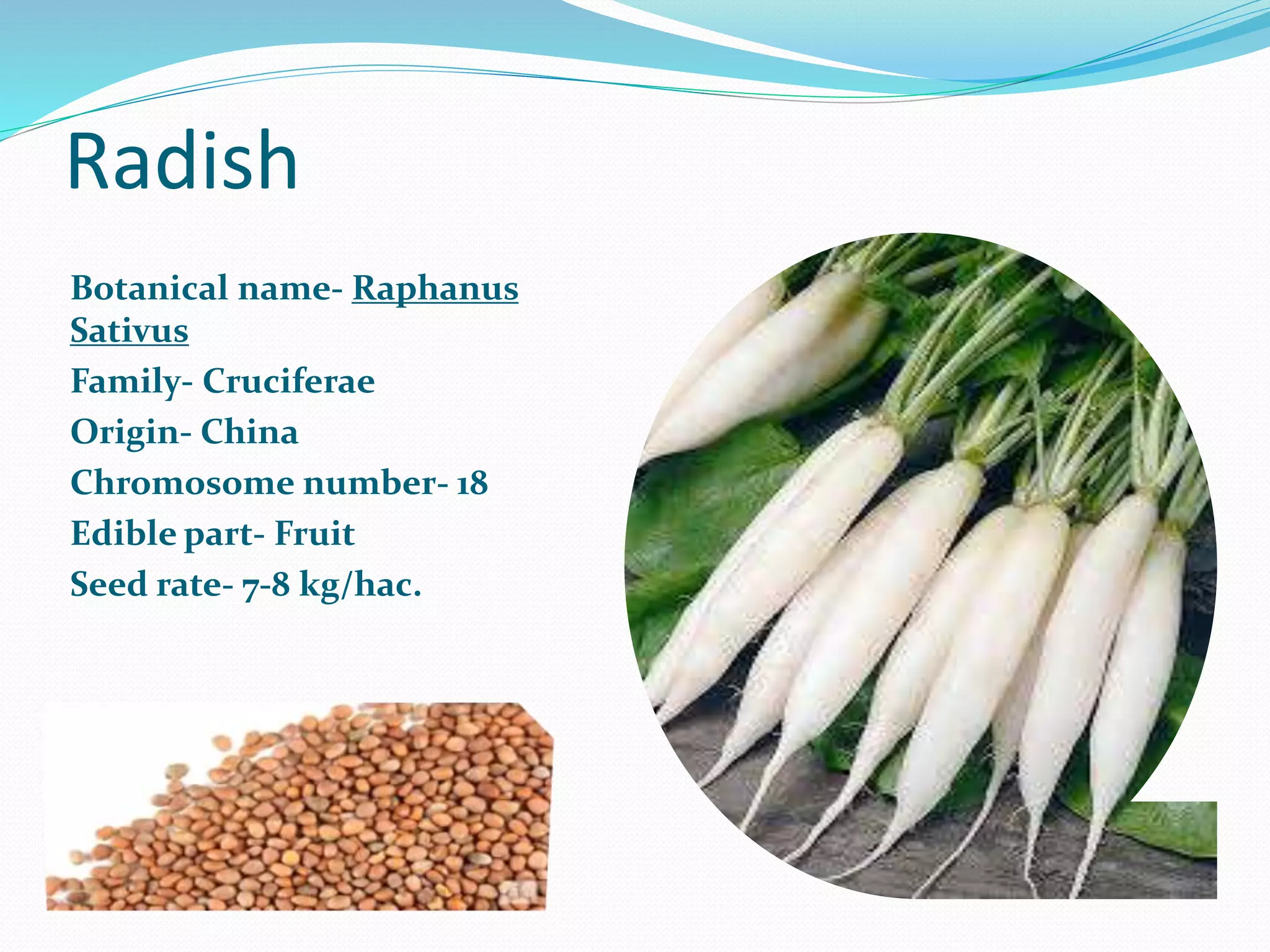 Common Vegetable Crops Identification & Seed Rates | PPTX