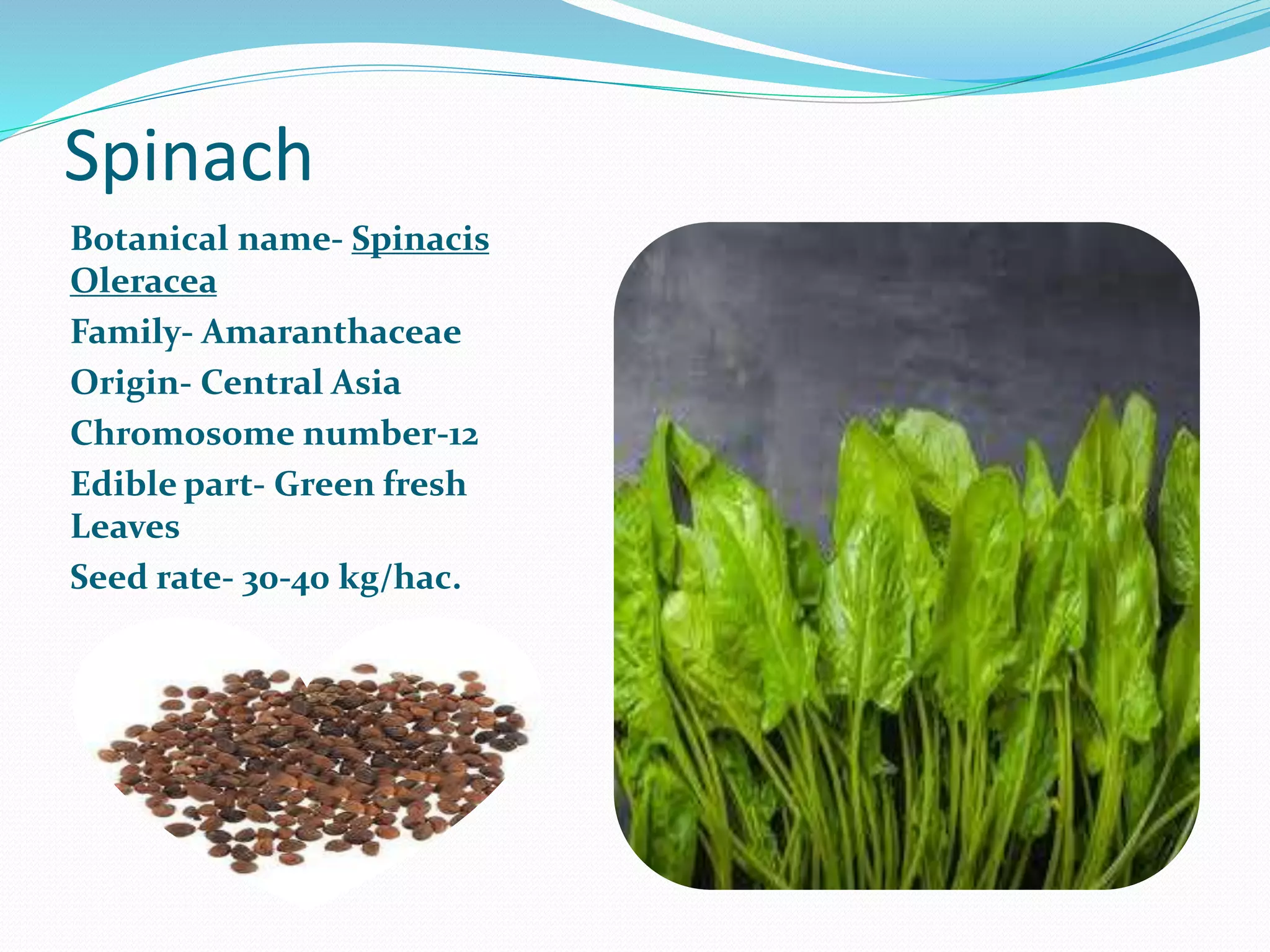 Common Vegetable Crops Identification & Seed Rates | PPTX