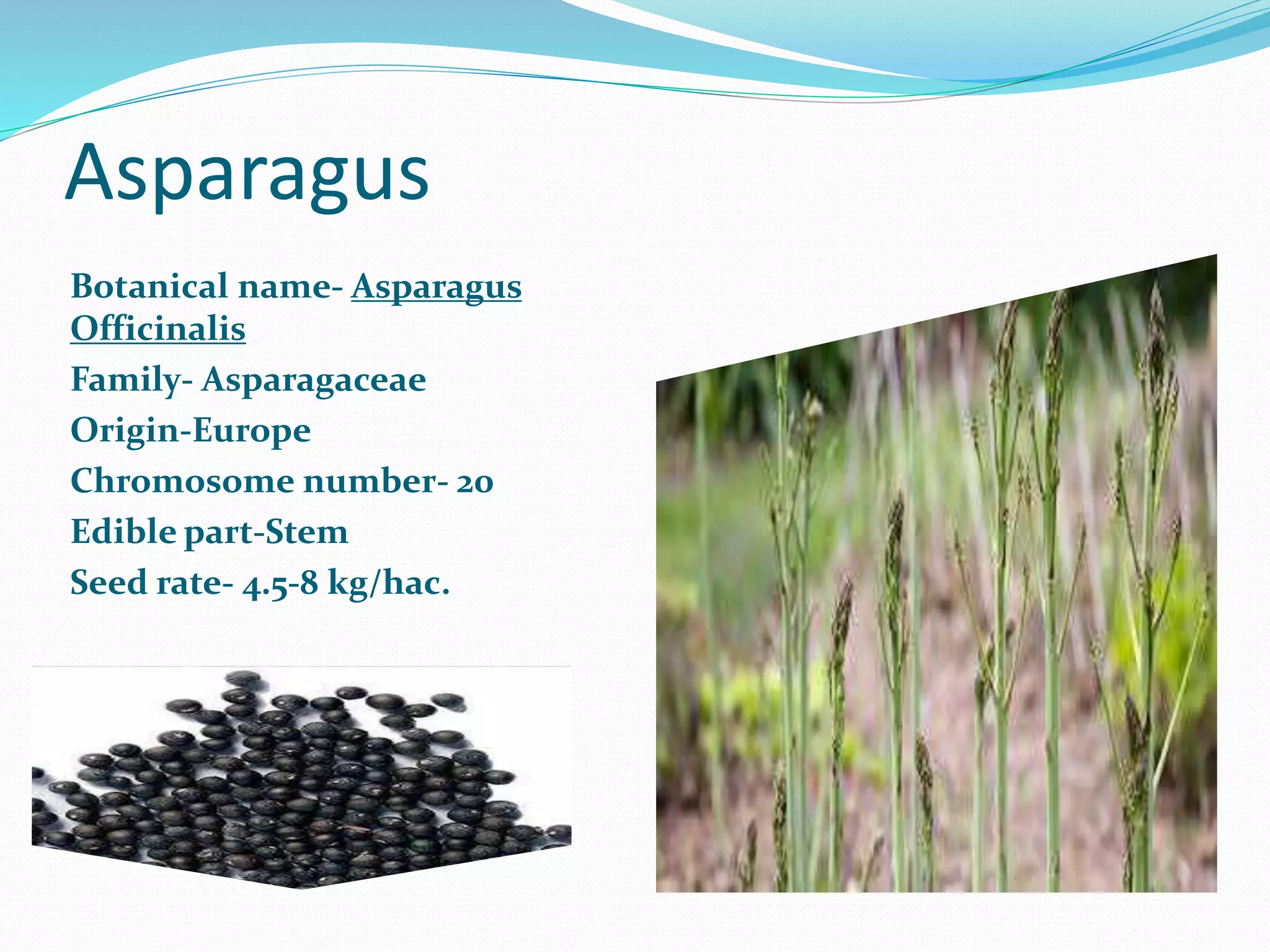 Common Vegetable Crops Identification & Seed Rates | PPTX