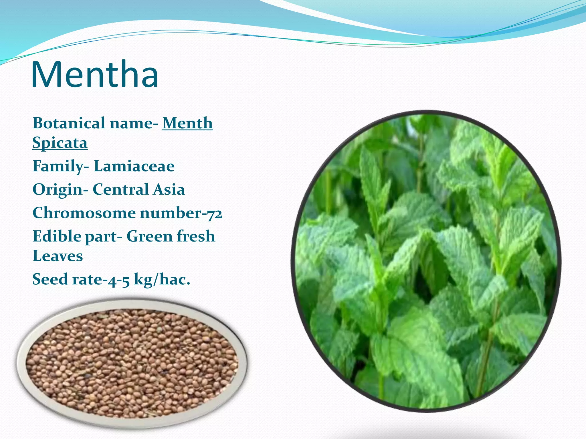 Common Vegetable Crops Identification & Seed Rates | PPTX